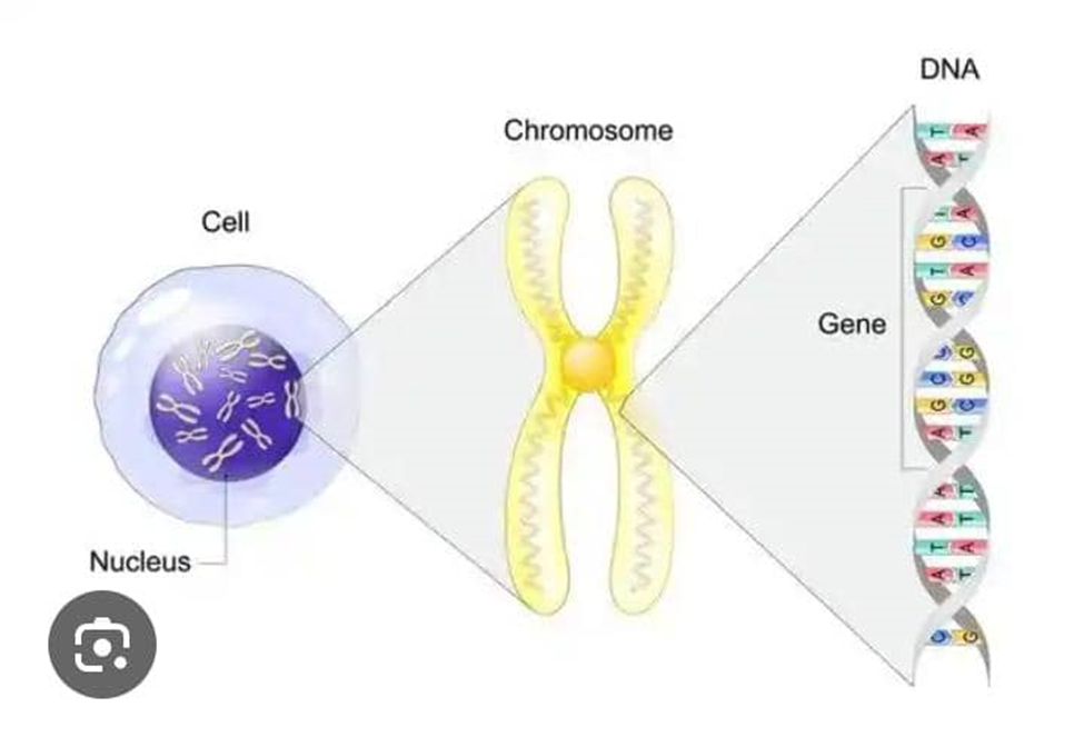 HEREDITY - LIFE SCIENCE - DTW GED PREP